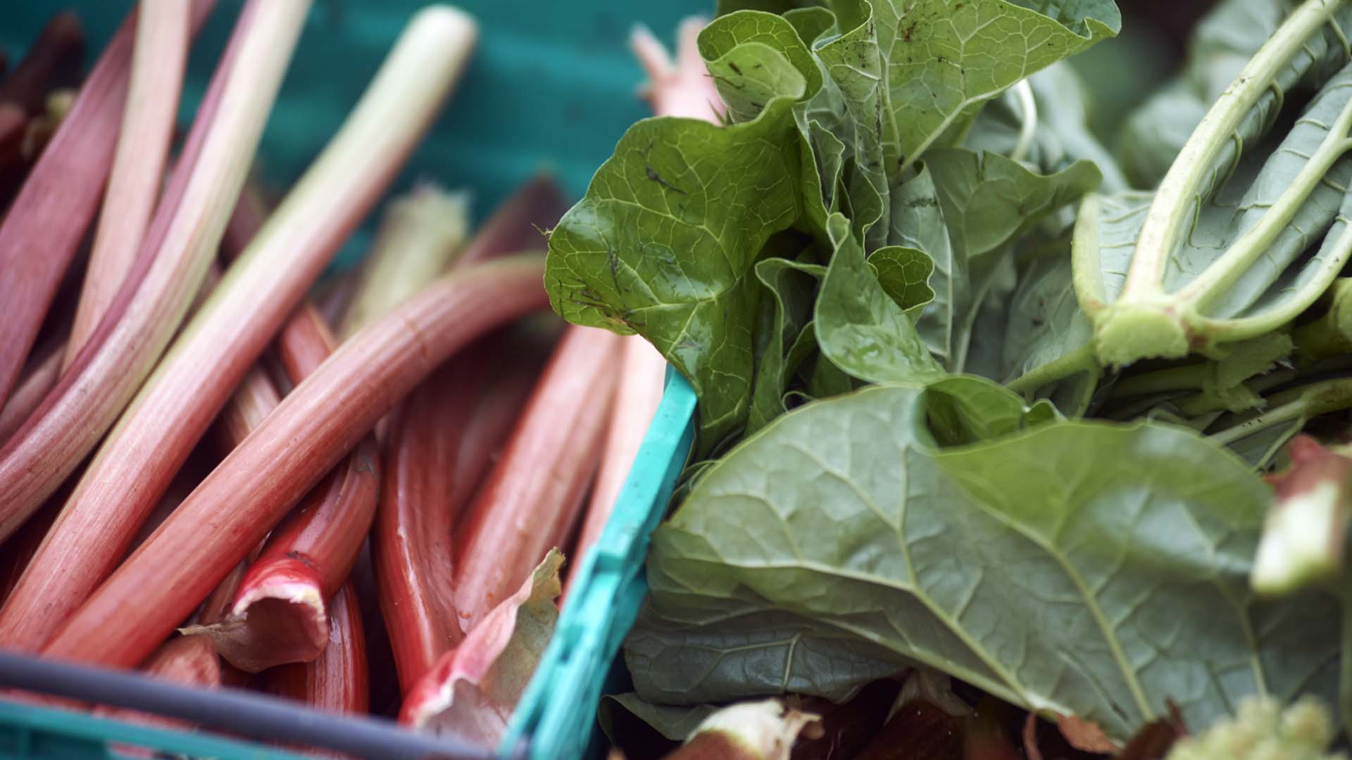 When and how to harvest rhubarb, with a warning from Monty Don