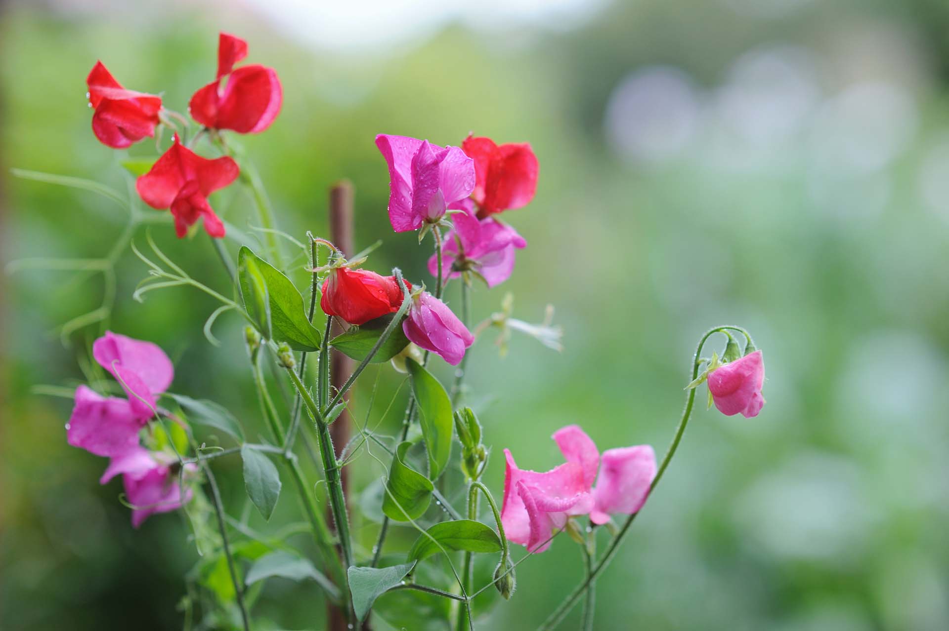 When should I plant sweet pea seeds