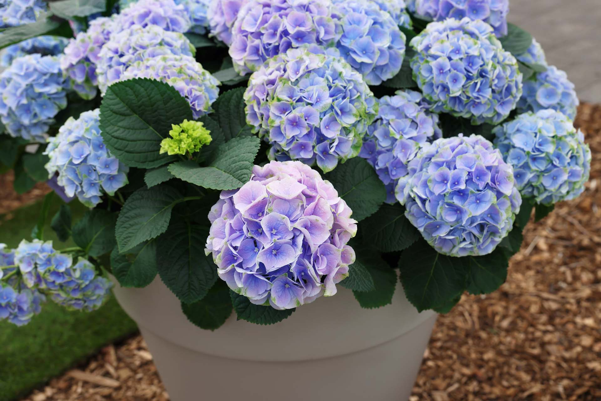 Can you grow hydrangeas in pots Here s the lowdown