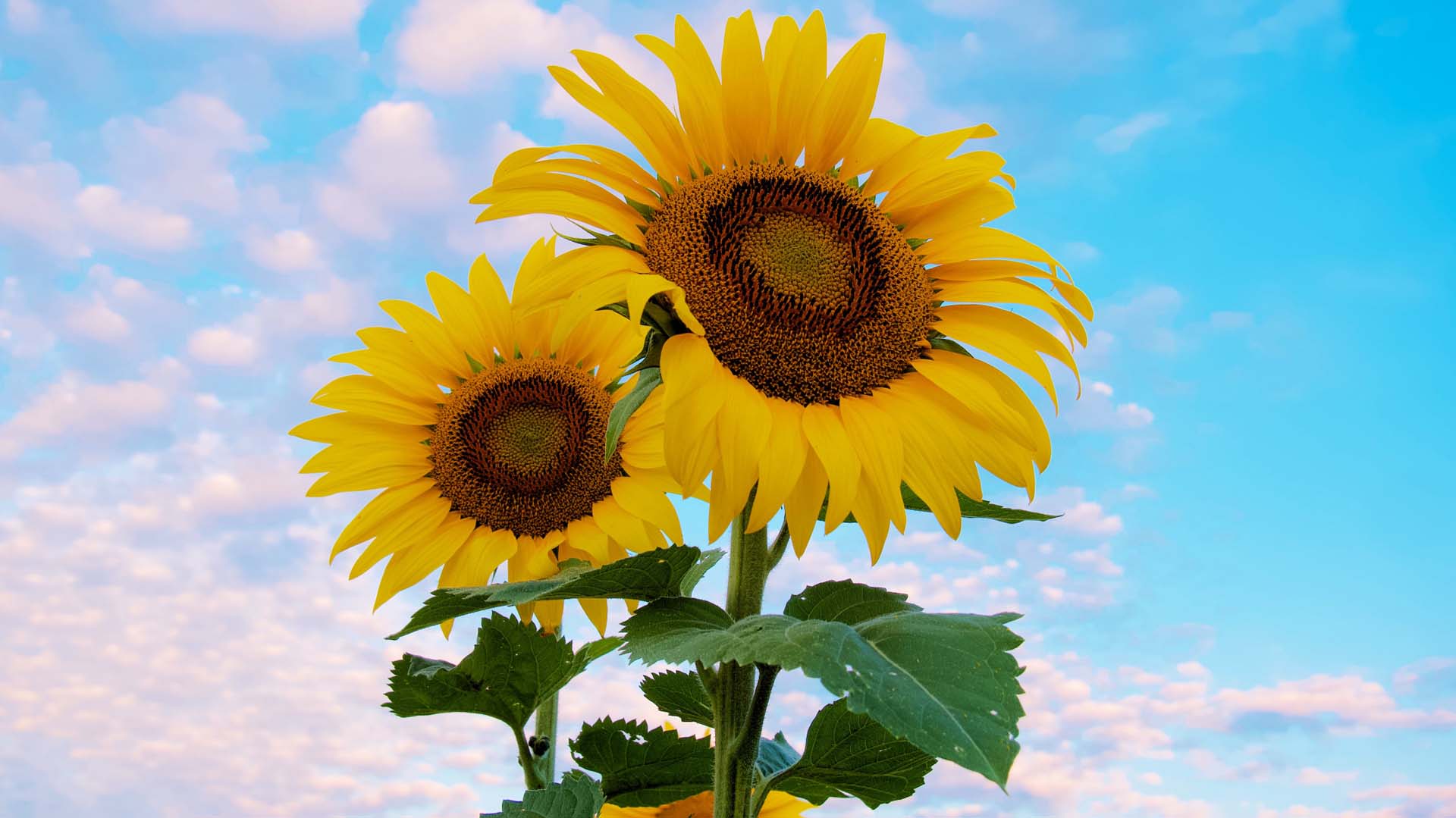 How to grow sunflowers and add cheer to your garden