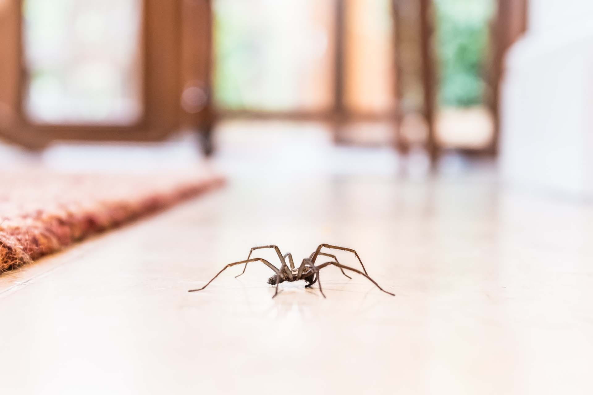 Get rid of spiders store