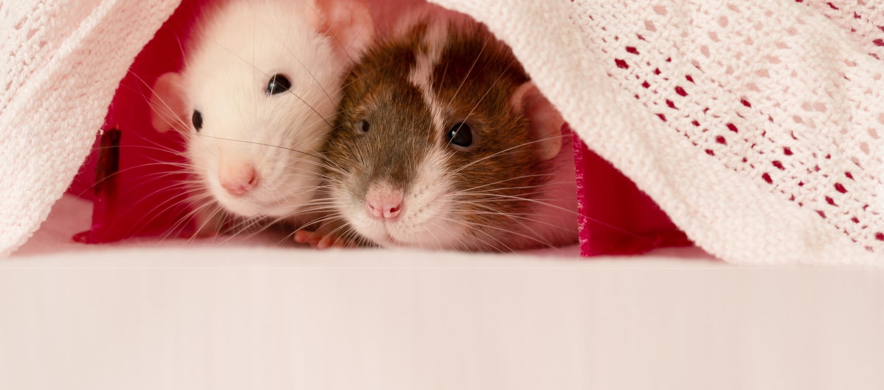 Cute Pet Fancy Rats