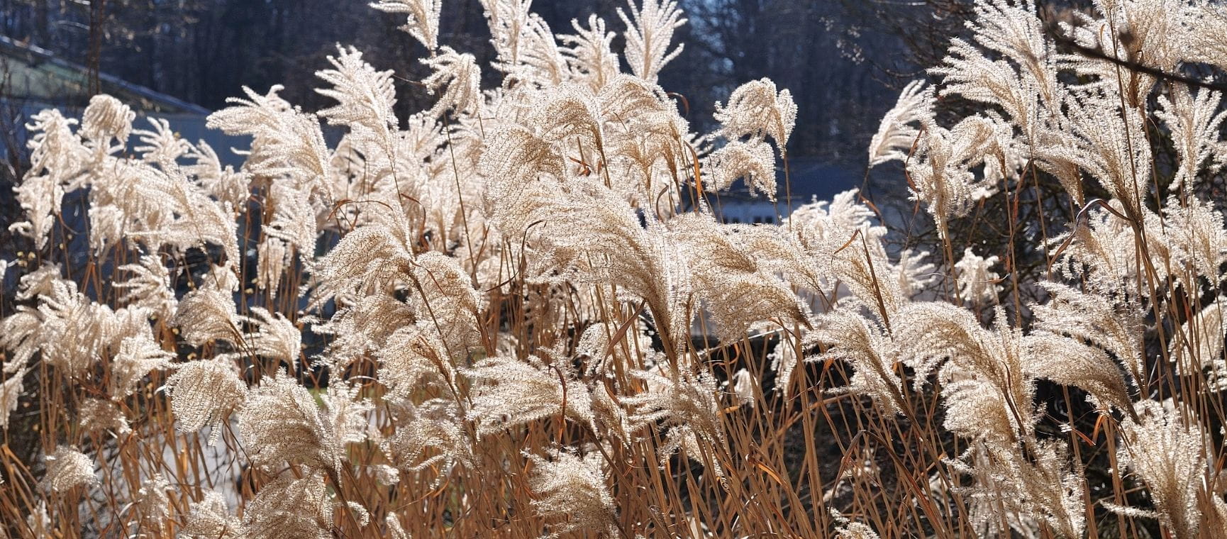 Winter grasses store