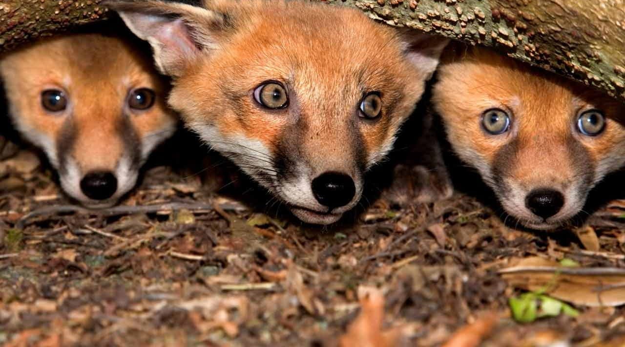 Newborn Fox Cubs