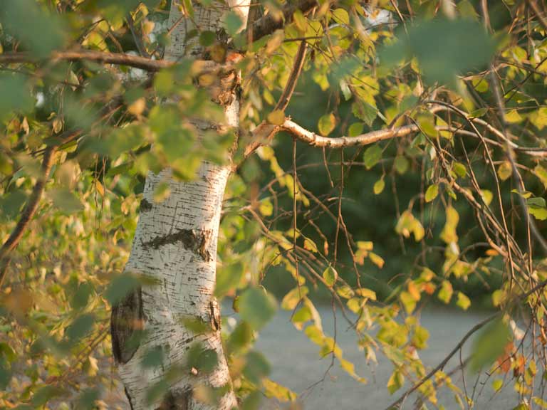 Choosing the best birch tree